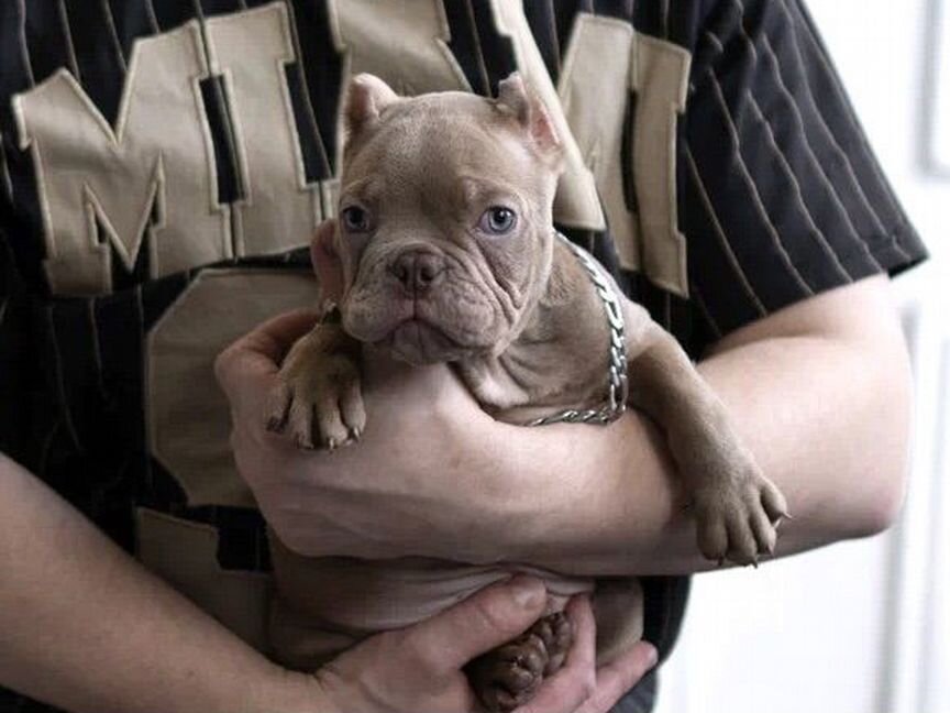 Американский булли микро экзот мальчик