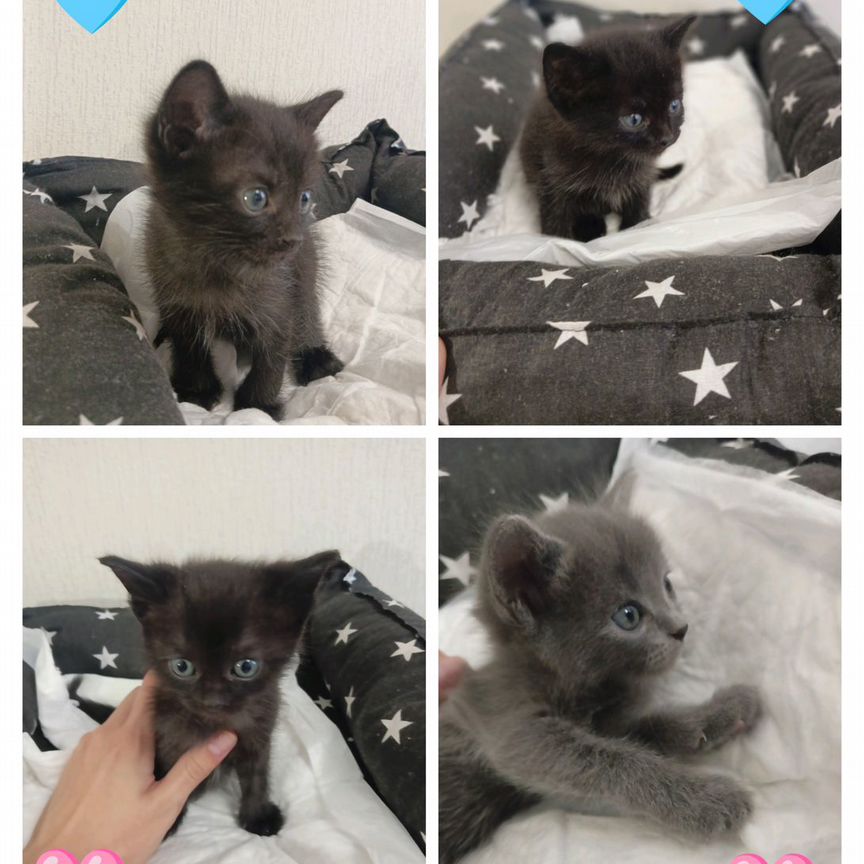 Котята в добрые руки