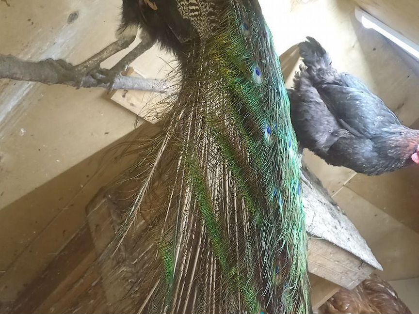 Семья павлинов