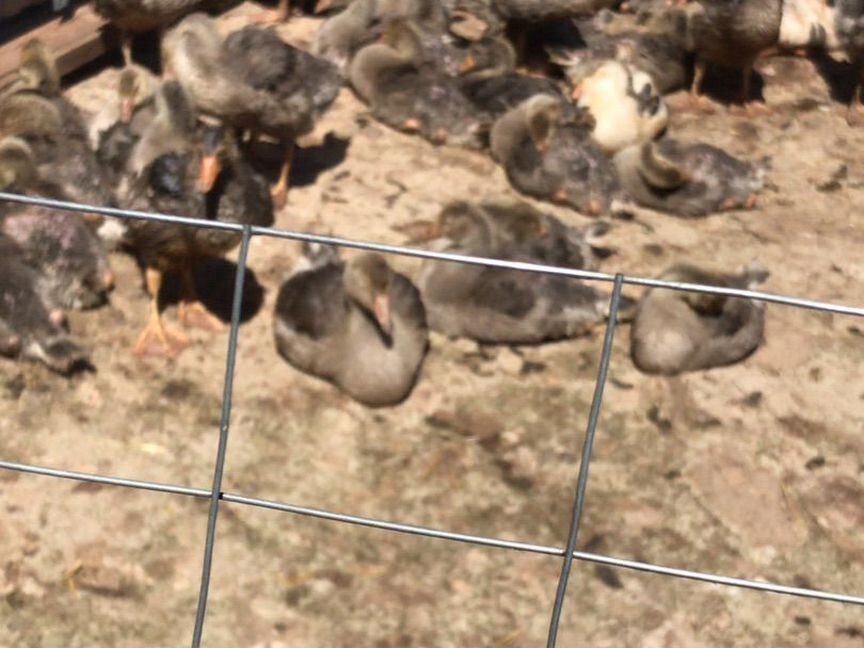 Подрощенные гусята