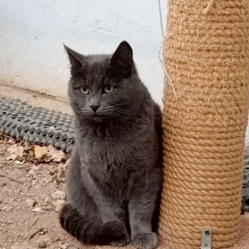 Пристривется кот красавец