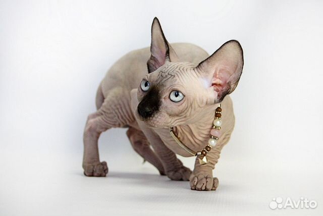 Маленькая принцесска под ёлочку