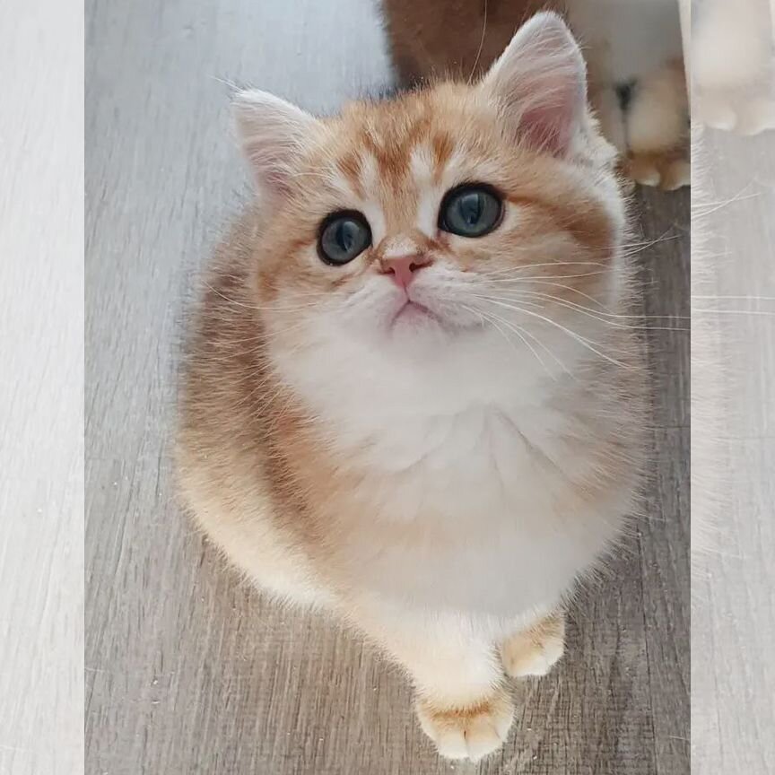 Шотландский вислоухий длинношёрстный котёнок