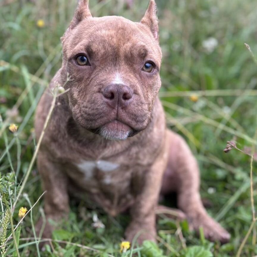 Американский булли, щенок