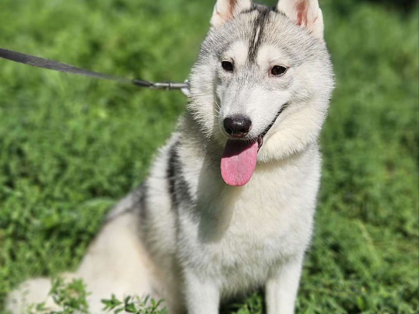 Девочка породы сибирский хаски