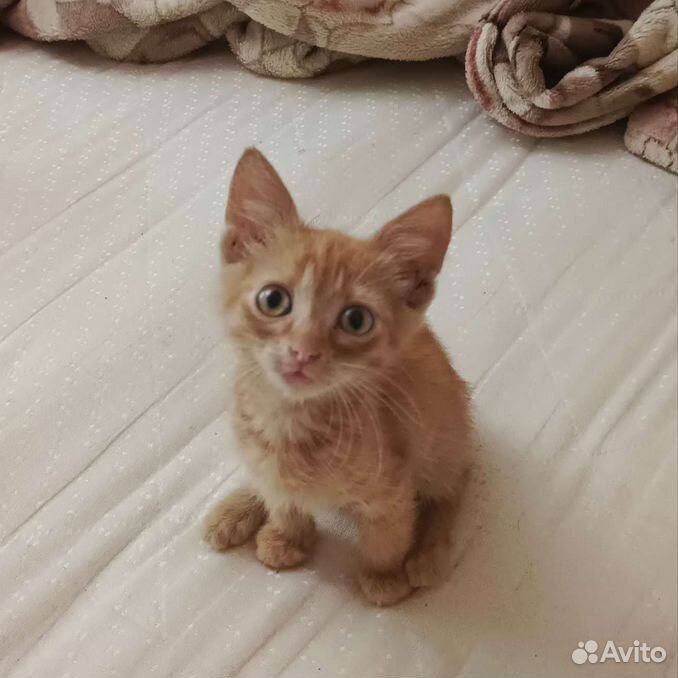 Лео мальчик ищет семью