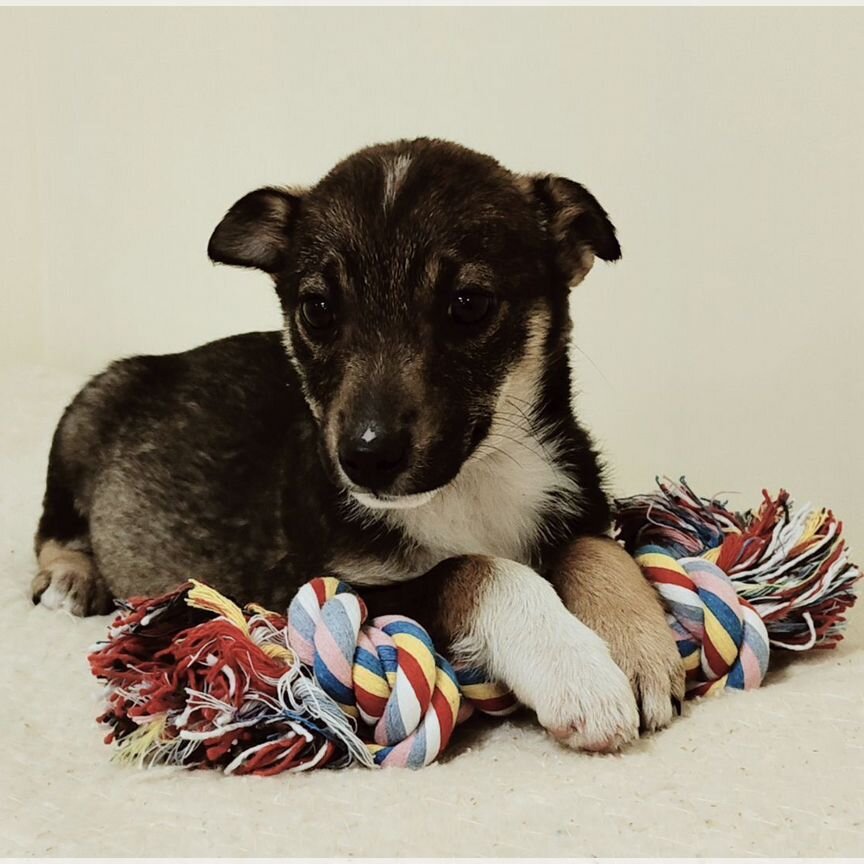 Щенок в добрые руки