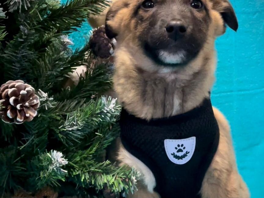 Щенки ищут дом