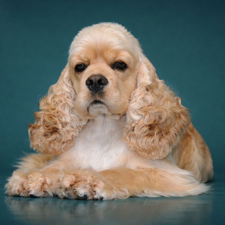 Американский кокер-спаниель, щенок