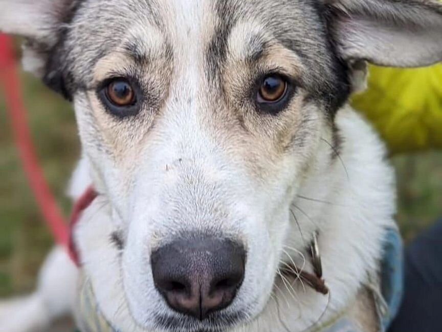 Девочка-подросток ищет дом