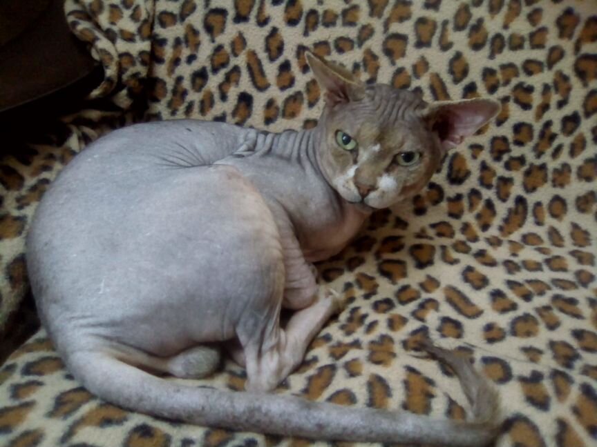 Кошка сфинкс бесплатно