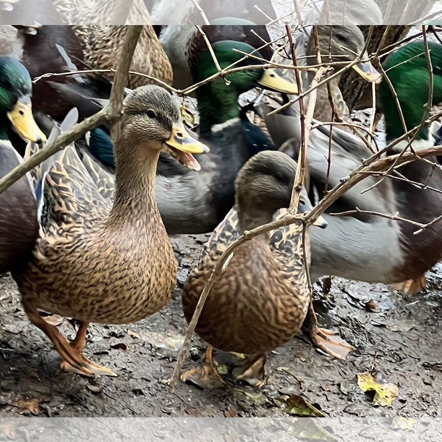 Подсадные утки для охоты