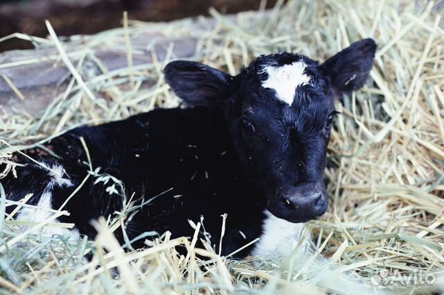 Телочка 1 месяц