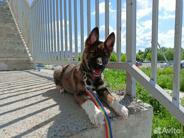 Щенок в добрые руки