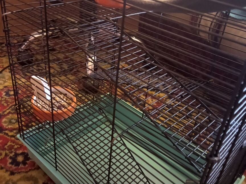Клетка для крыс