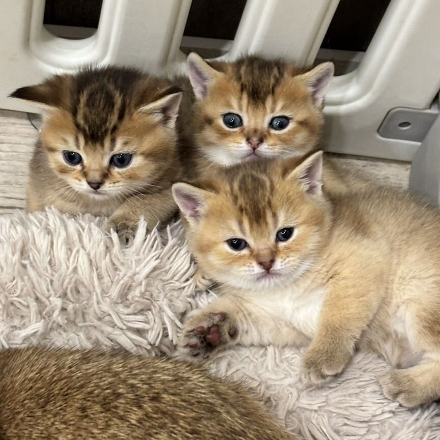 Британский короткошёрстный котёнок