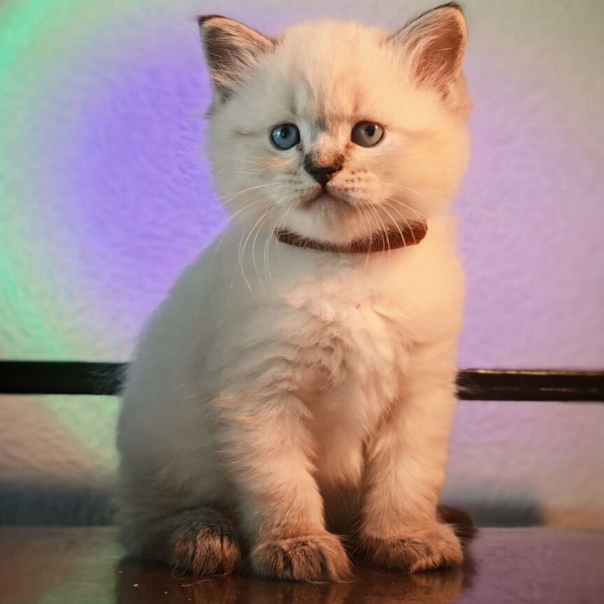 Невский маскарадный котёнок