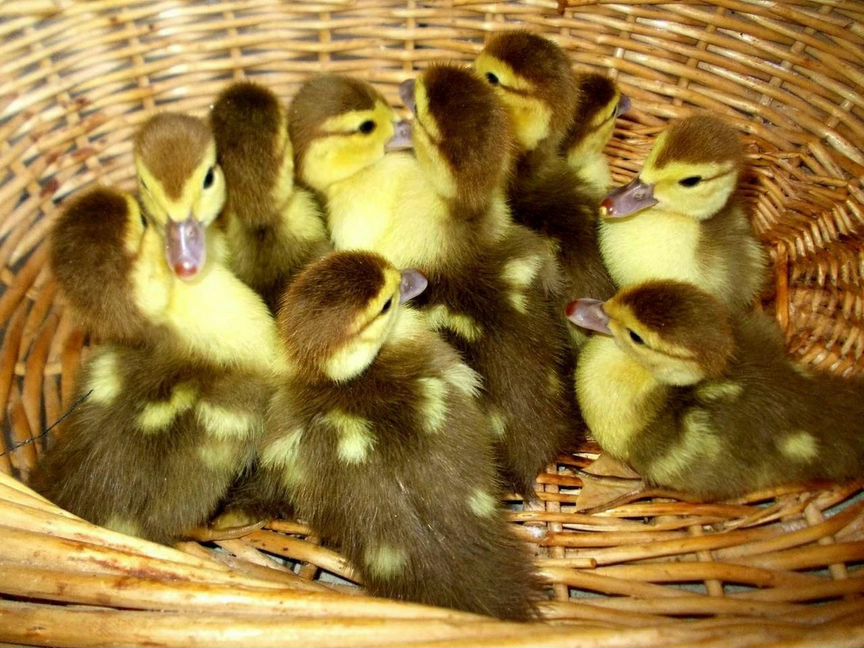 Утята.Суточные шипуны