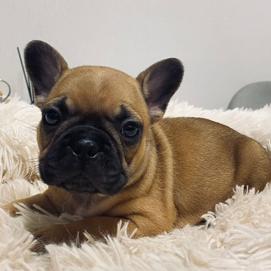 Французский бульдог