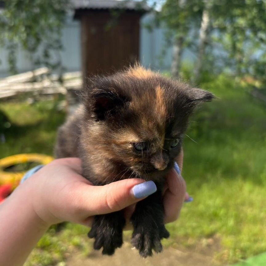 Мейн-кун котёнок