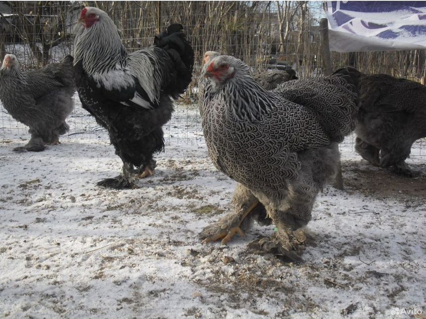 Брама тёмная цыплята, подростки, взрослые