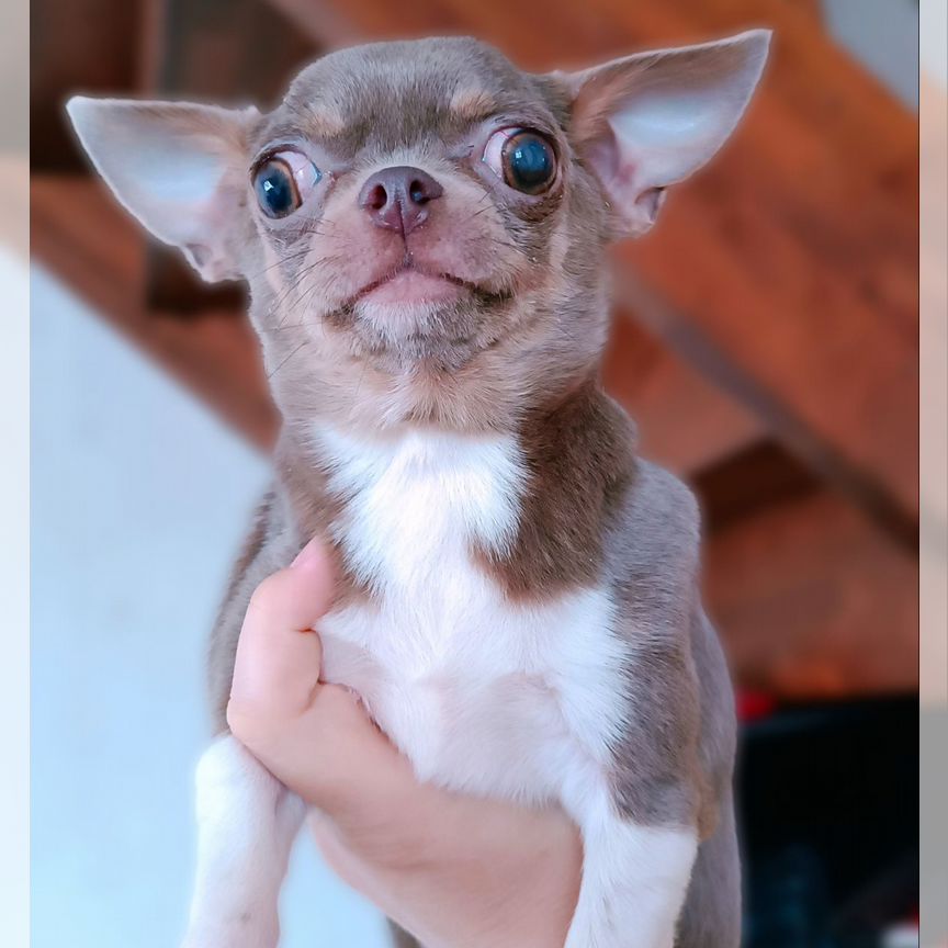 Девочка чихуахуа мини