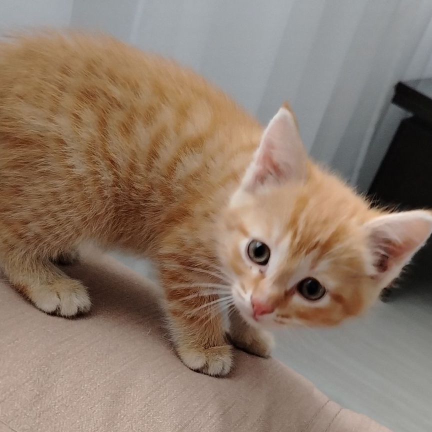 Котёнок в добрые руки
