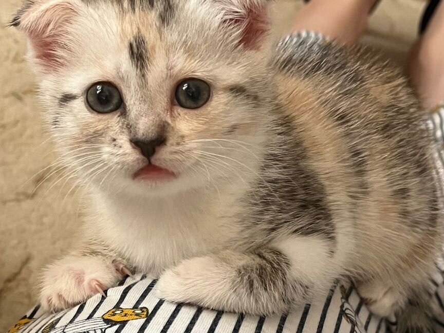 Шотландская вислоухая