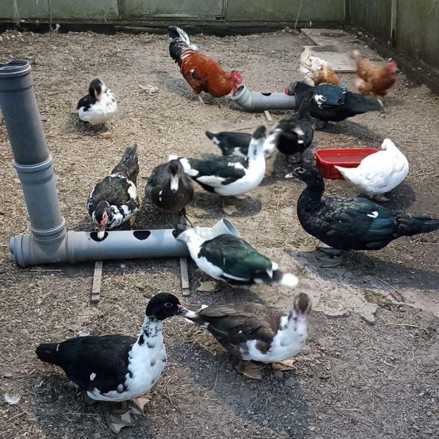 Индоутка мускусная утка