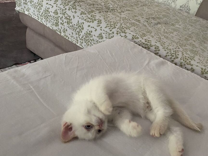 Британские котята