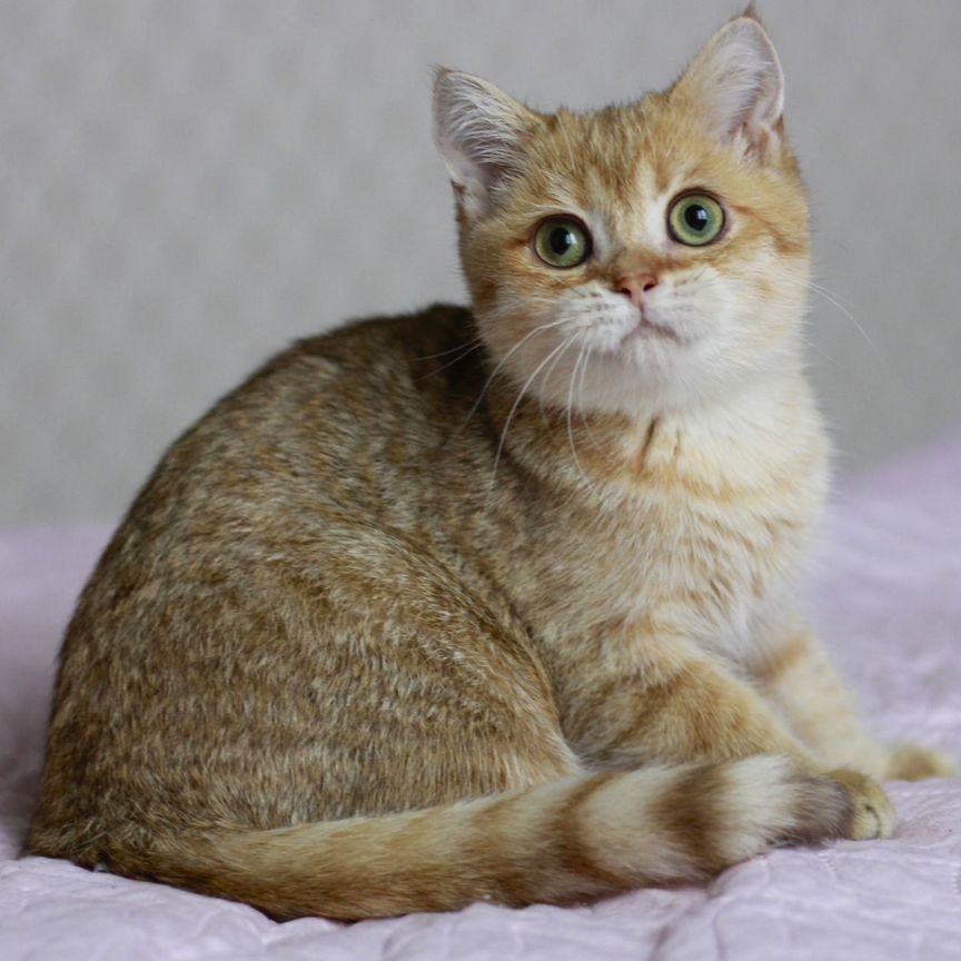 Британский золотой котенок