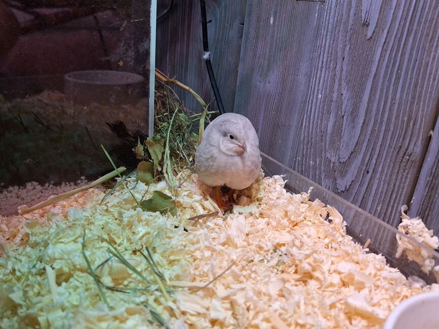 Китайский расписной перепел, девочка