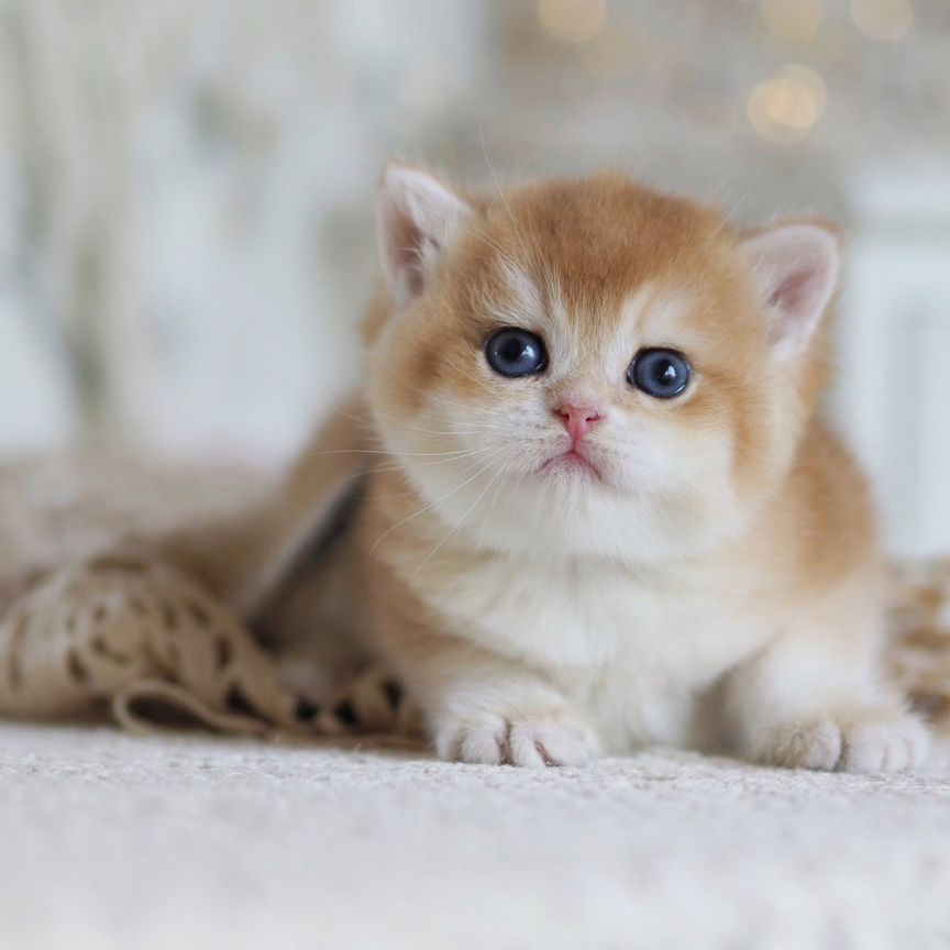 Британский котенок Xi