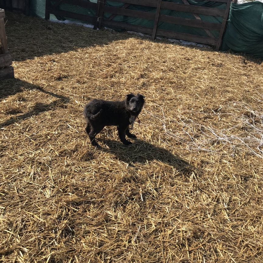 Венгерская пастушка