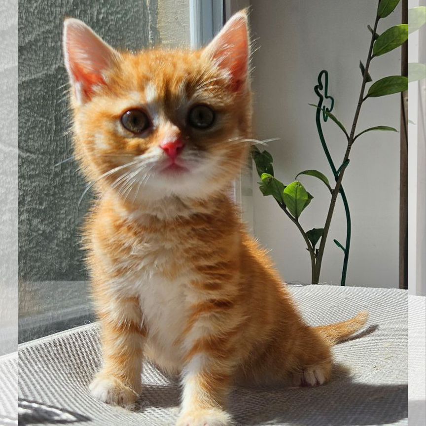 Котёнок в добрые руки
