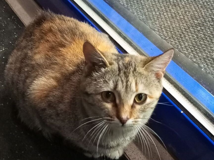 Возьмите котенка