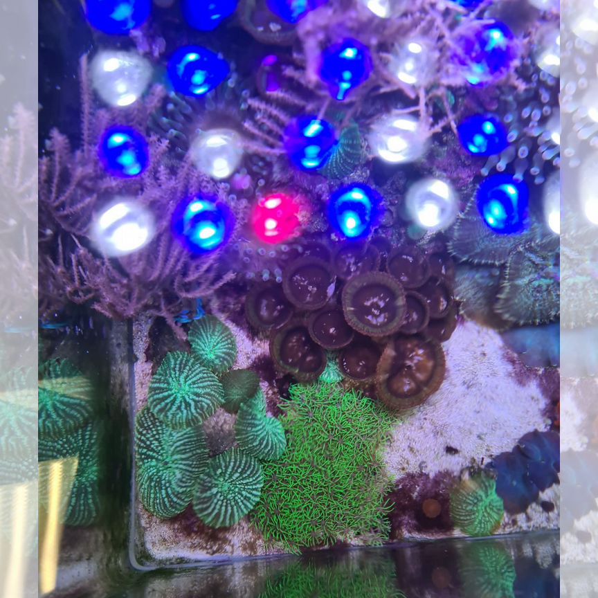 Родактисы и горгонария