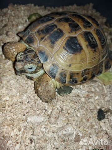 Черепаха сухопутная