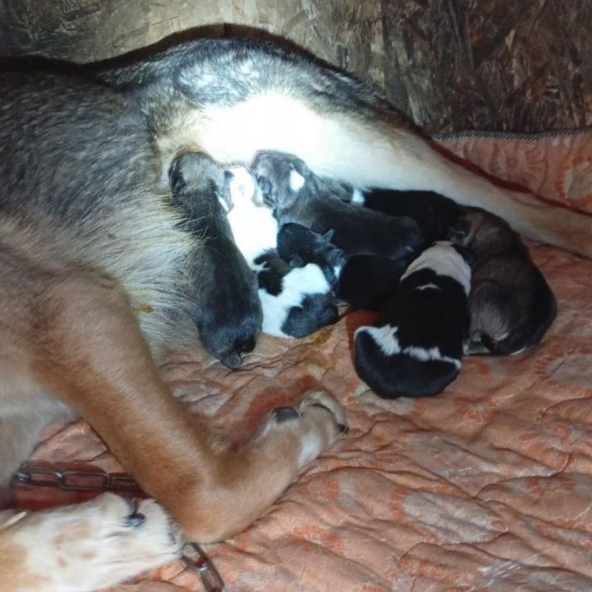 Среднеазиатская овчарка, щенок