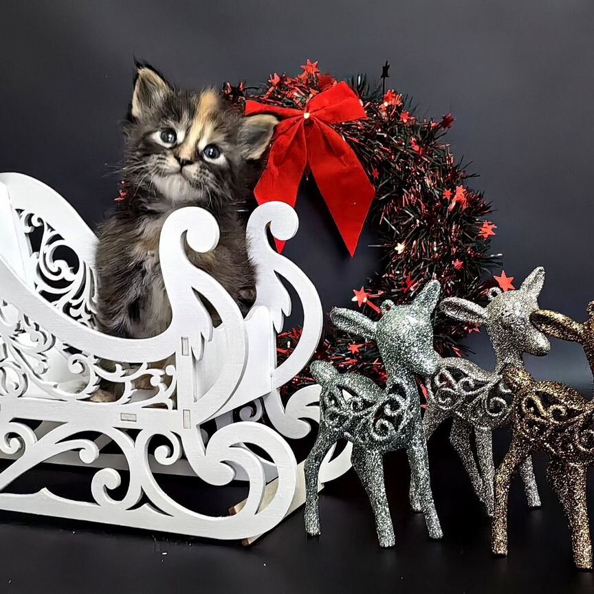 Кунята котята