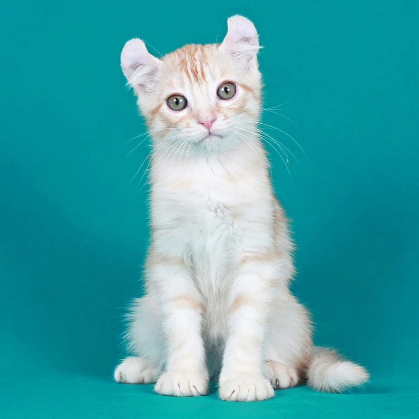 Американский керл котенок