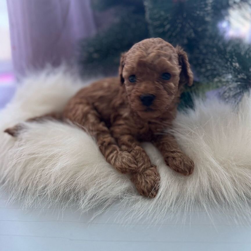 Той-пудель, щенок