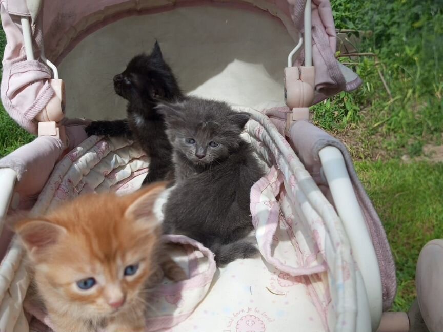 Котята