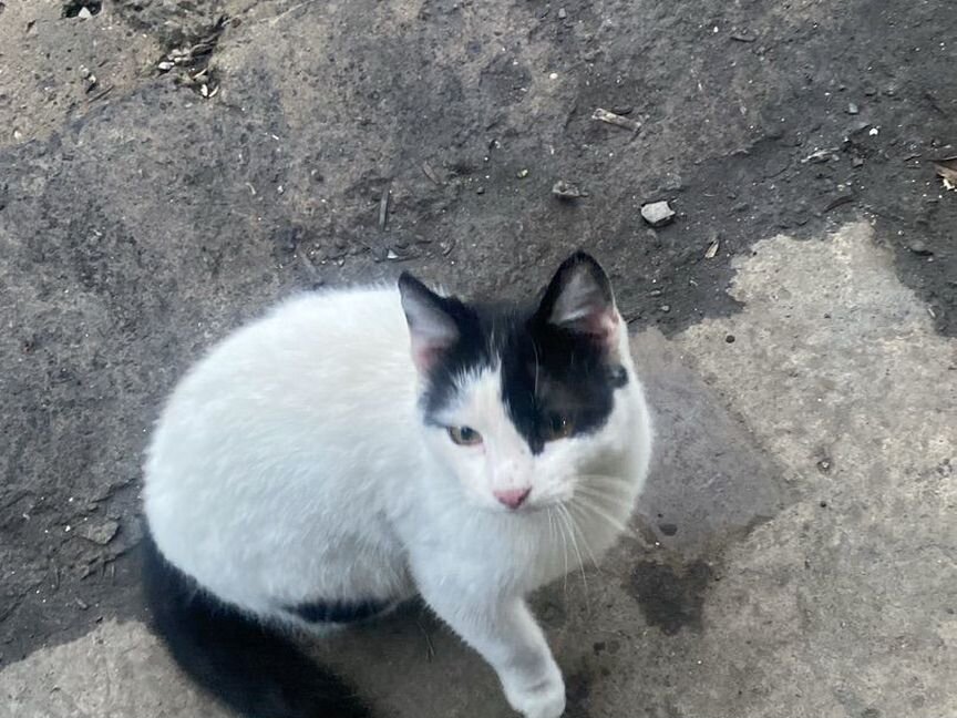 Потерялся кот в районе извилистой 17