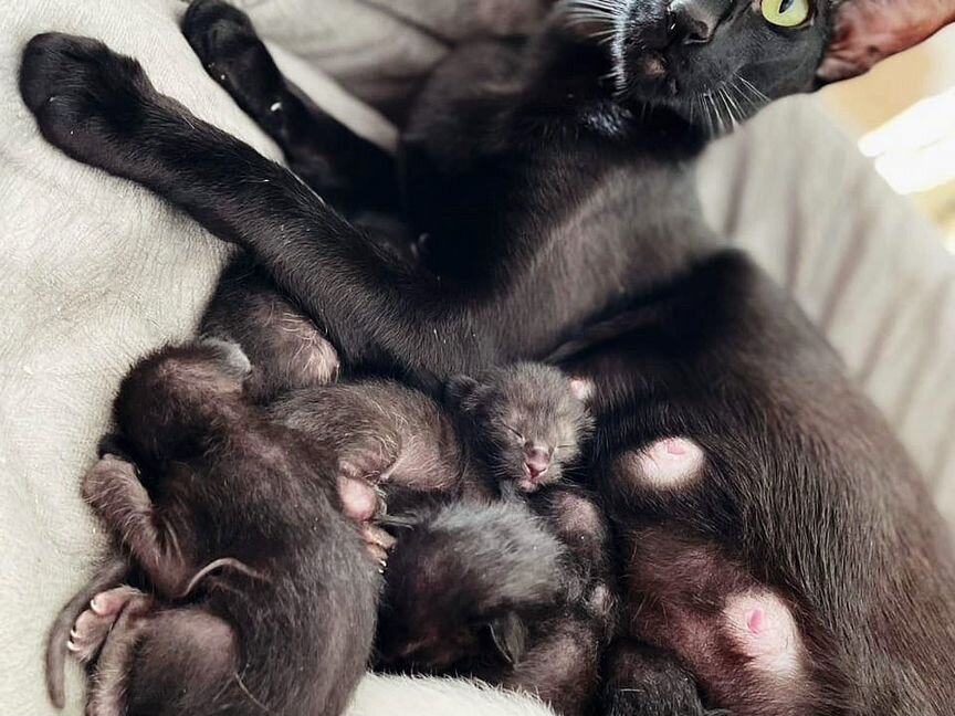 Ориентальные котята