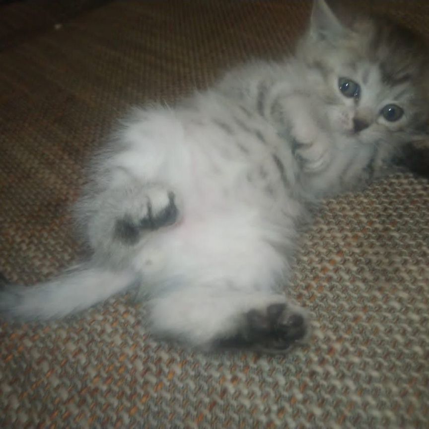 Отдам котят