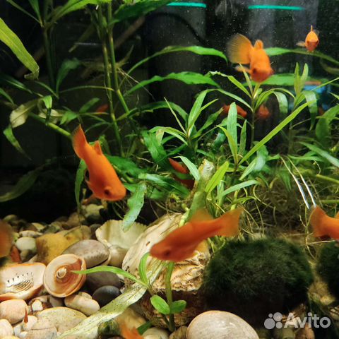 Отдам бесплатно меченосцев