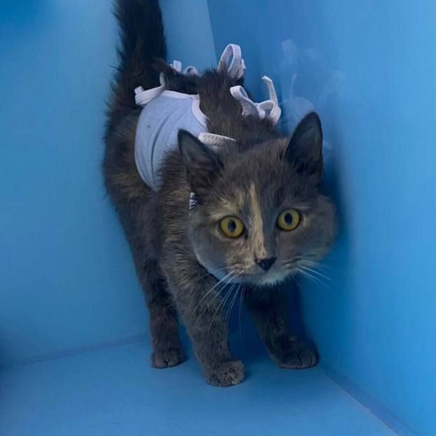 Сливка. Некуда идти. А ей так хочется домой