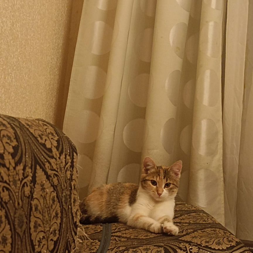 Котёнок девочка нуждается в доме