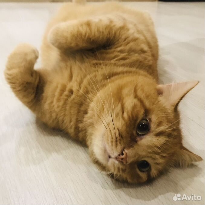 Кот Гарик в самые добрые руки